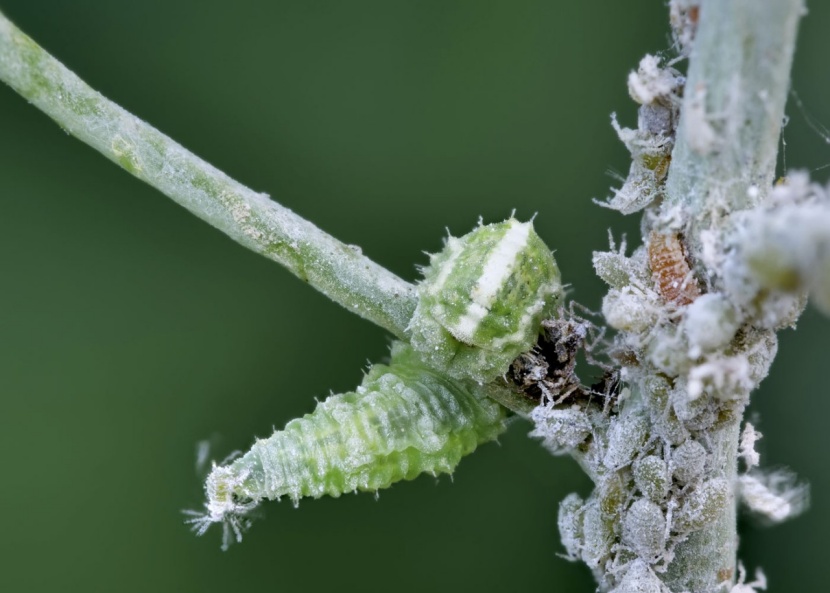 Parasiten : Bilder Parasiten Des Menschen Hier Sehen Sie Wie Sie ...